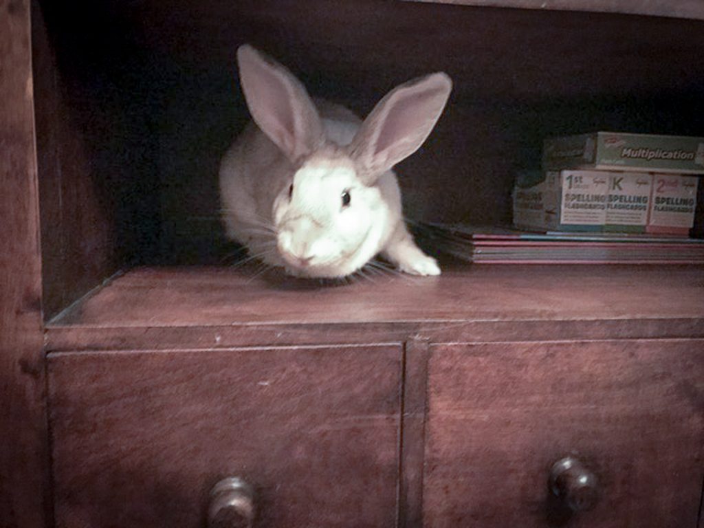 New Mexico House Rabbit Society