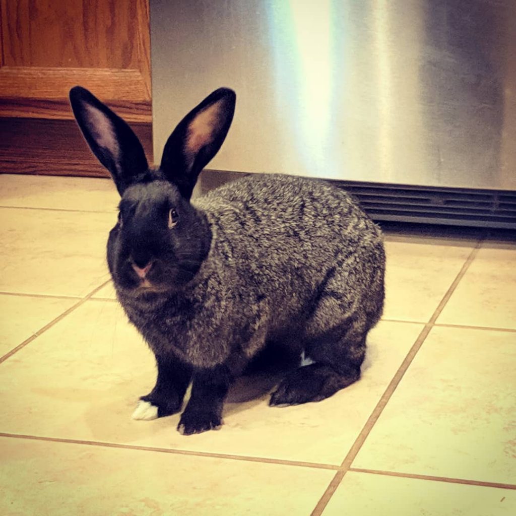 Rabbit Care – New Mexico House Rabbit Society