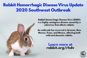 Rabbit Hemorrhagic Disease Virus (RHDV) Outbreak – New Mexico House ...
