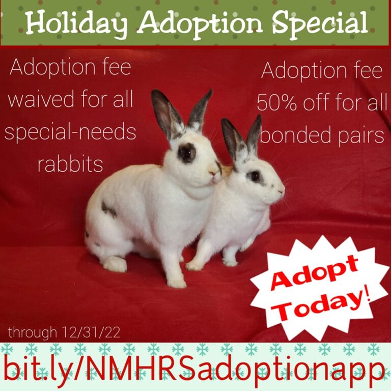 Holiday Adoption Special – New Mexico House Rabbit Society