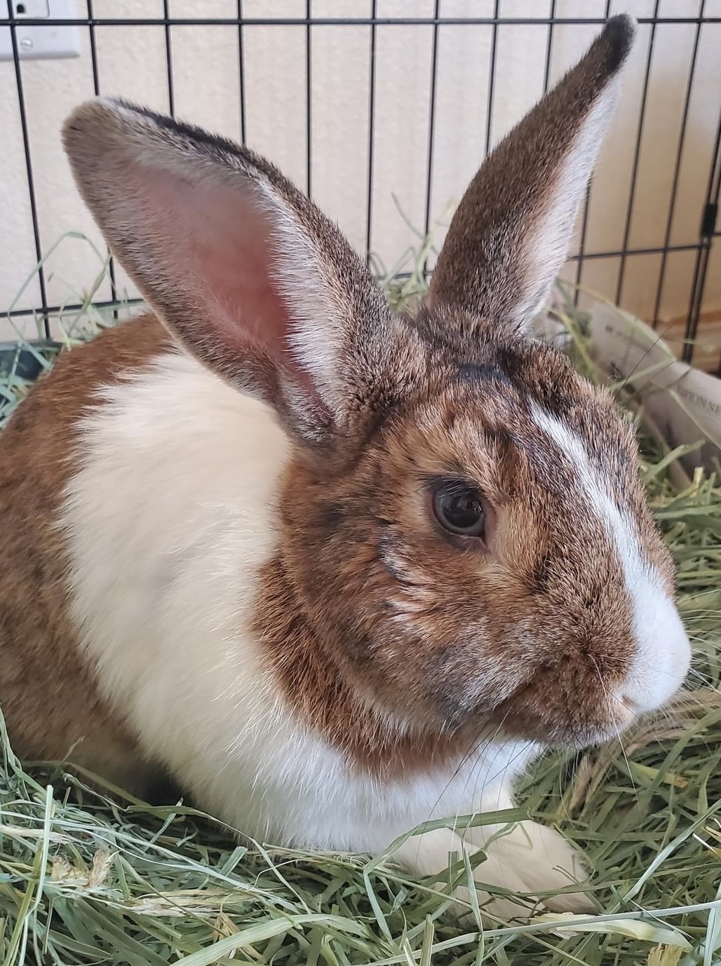 Our Medical Foster Rabbits – New Mexico House Rabbit Society